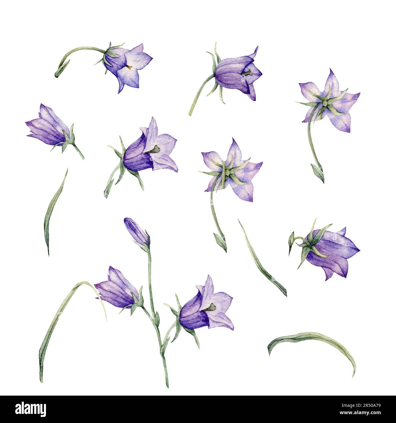 Close-up of blue spreading bellflower flowers. Campanula patula, little ...
