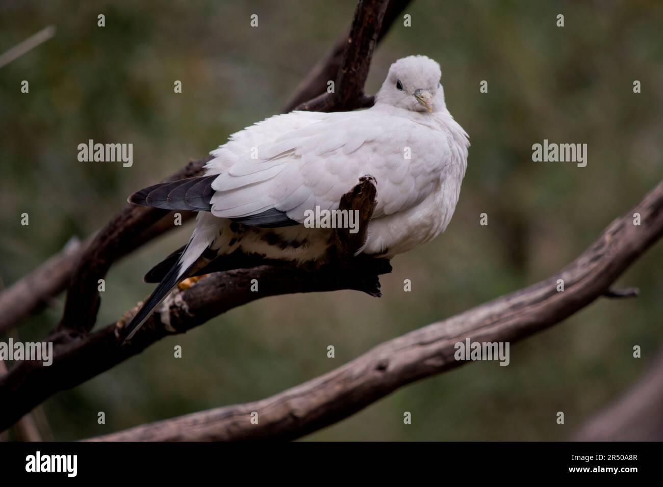 the pied Torresian Imperial Pigeon is all white with black wing tips ...