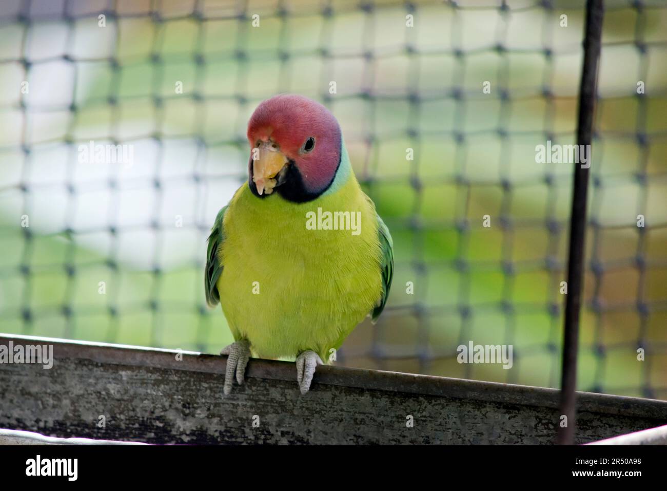 the plum headed parakeet has a green body and a plum head Stock Photo ...