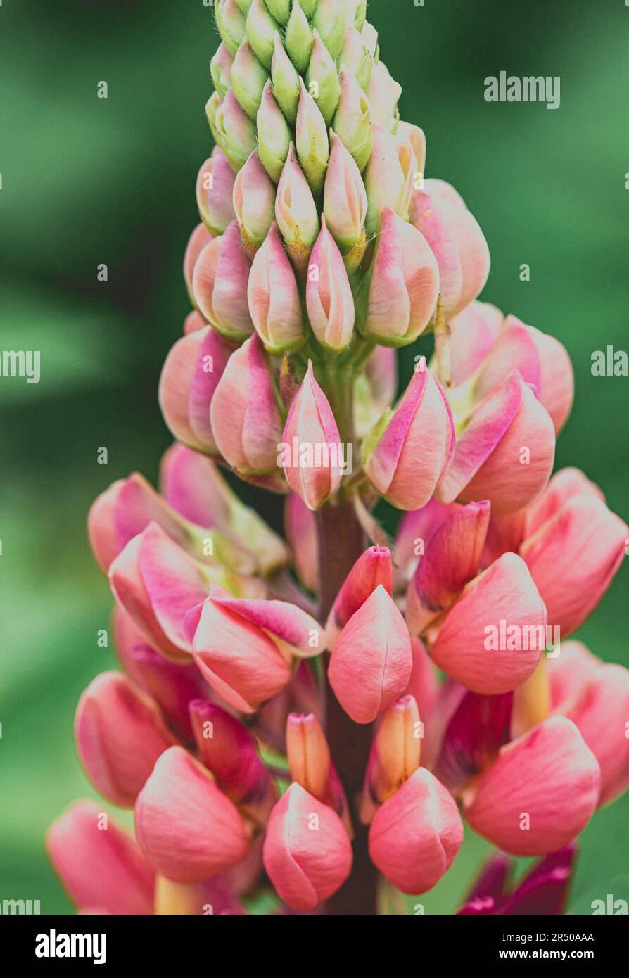 Lupins ( Galllery Pink ) / Lupinus A border of 'Gallery Pink' Lupins at ...