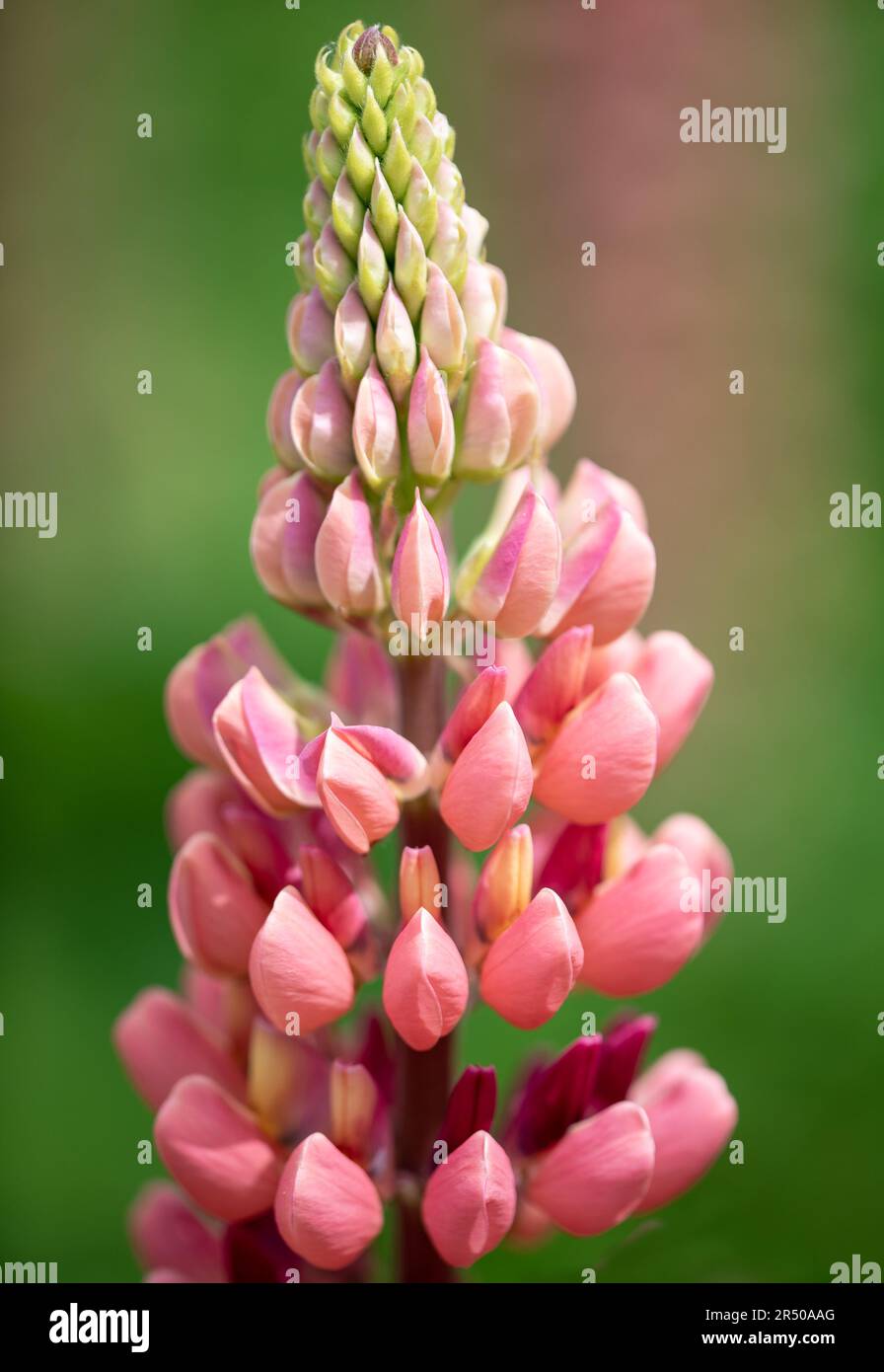 Lupins ( Galllery Pink ) / Lupinus A border of 'Gallery Pink' Lupins at ...
