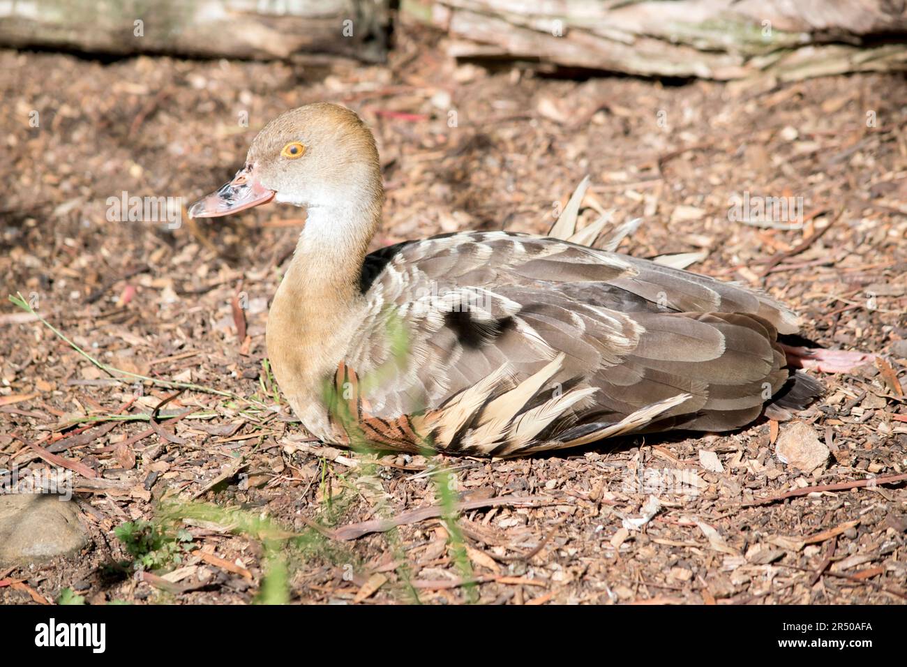 The plumed whistling duck's face and foreneck are light, the crown and ...