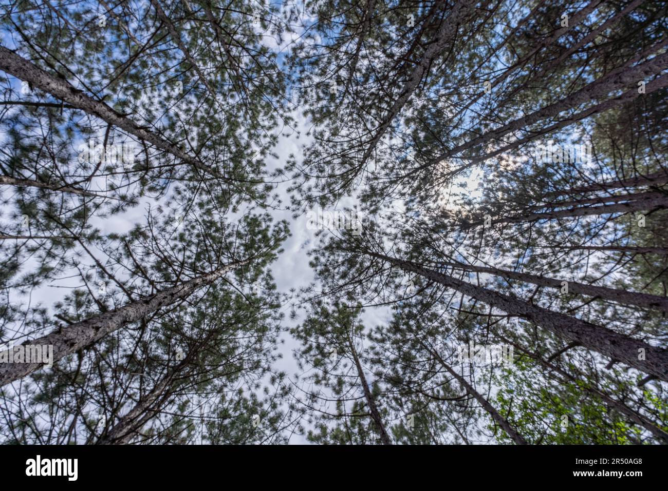 forest with a view from the bottom of the tree canopy, a photograph ...