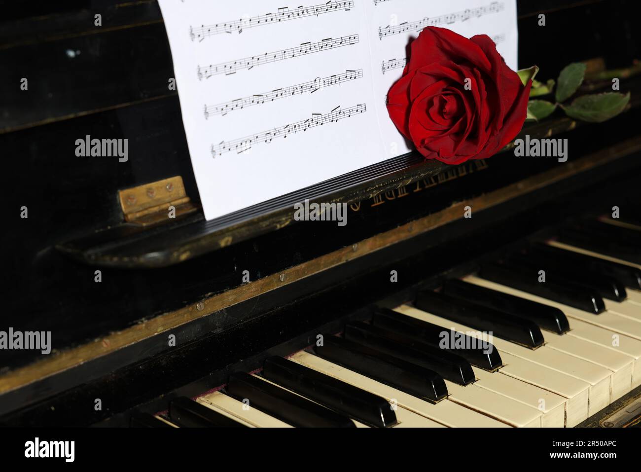 Beautiful red rose and musical notes on piano, closeup Stock Photo - Alamy