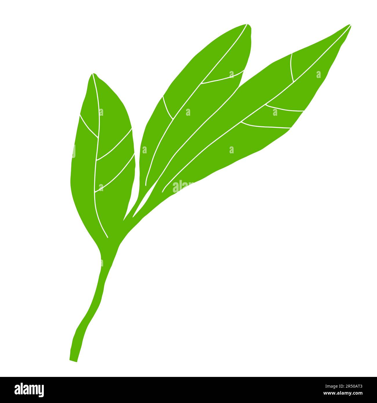 Doodle leaf image. Hand-drawn long plant isolated on white background ...