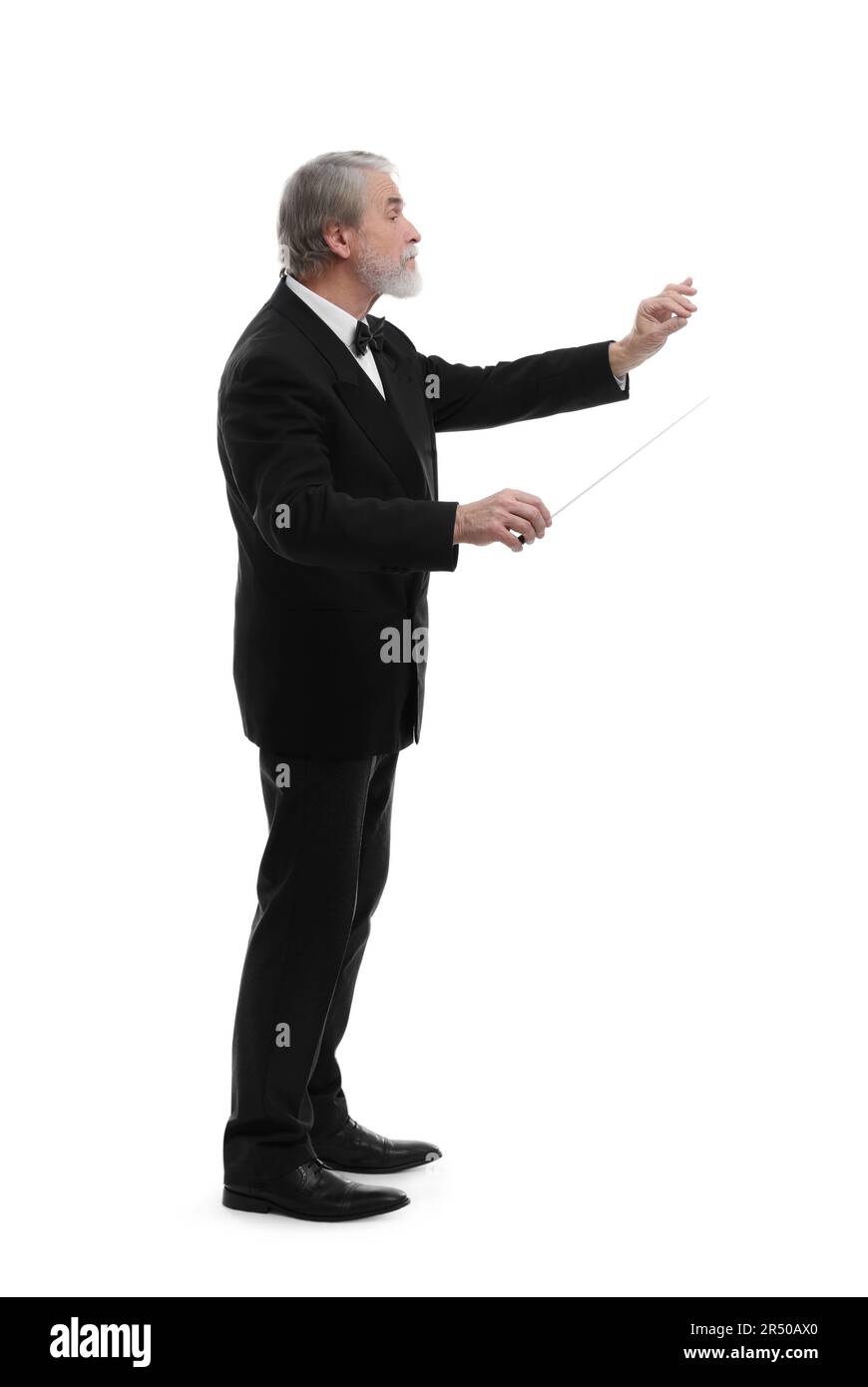 Professional conductor with baton on white background Stock Photo - Alamy