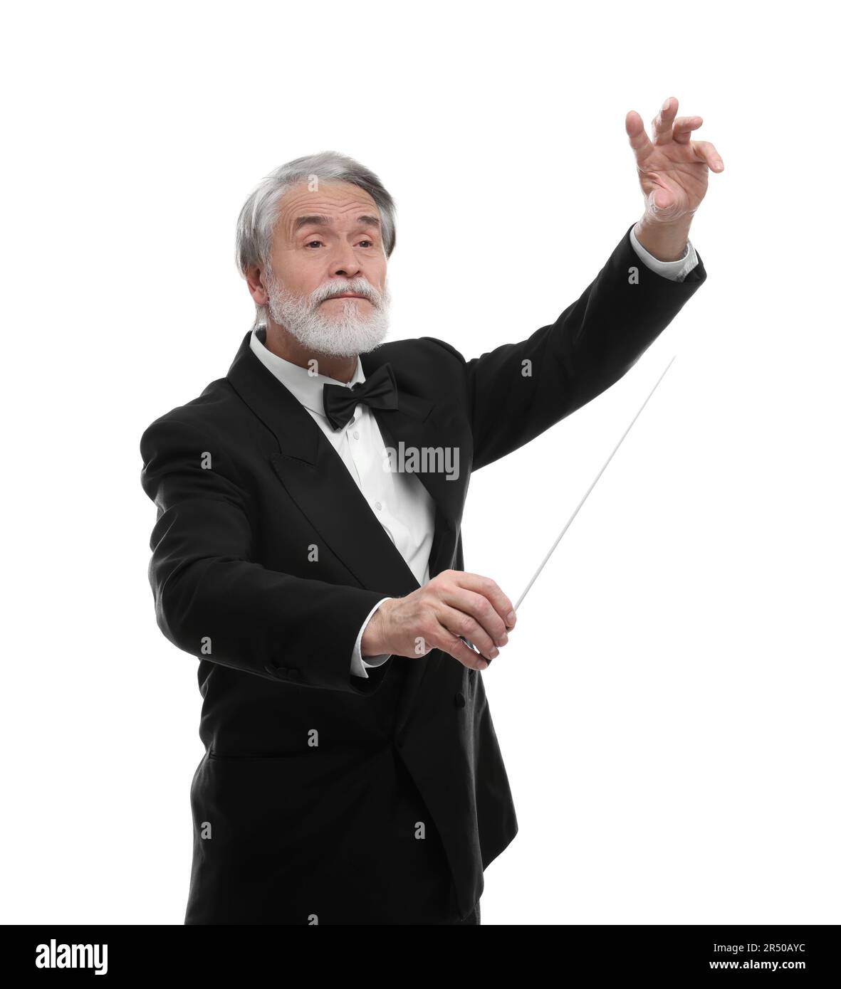 Professional conductor with baton on white background Stock Photo - Alamy