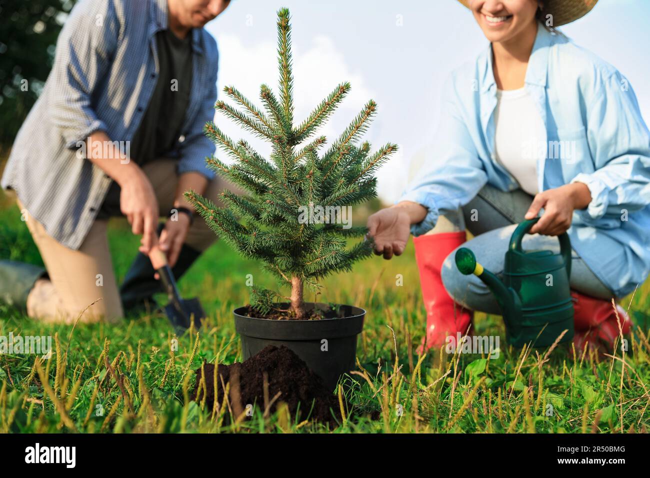 Fir tree sapling planting hi-res stock photography and images - Alamy