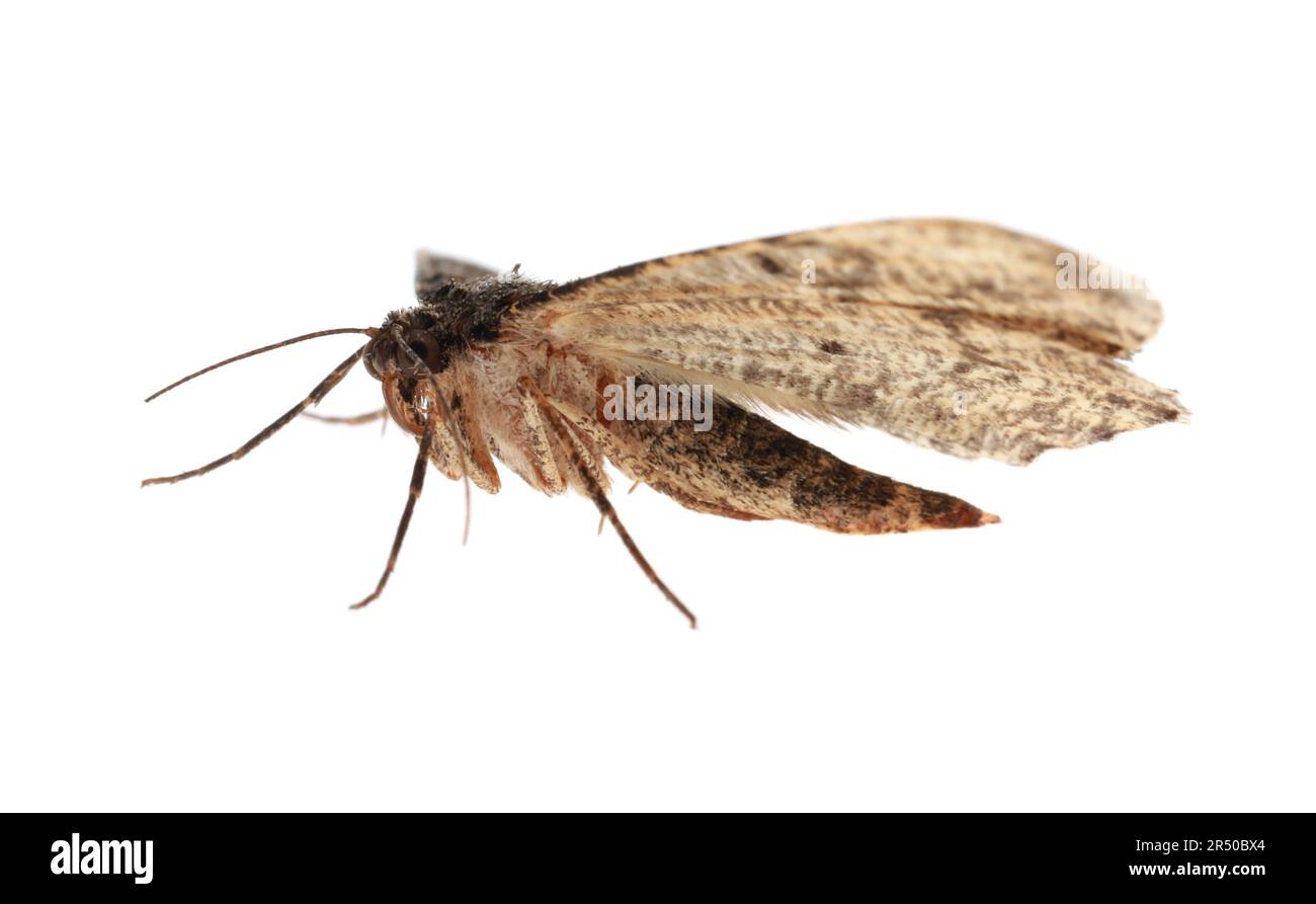 Single Alcis repandata moth isolated on white Stock Photo - Alamy