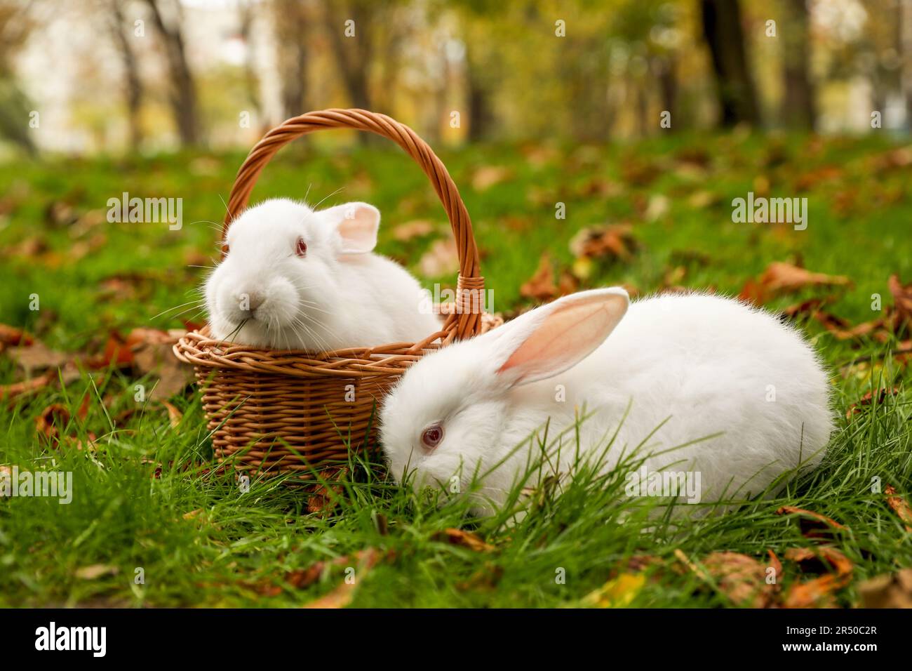 White rabbits in green grass hi-res stock photography and images - Alamy