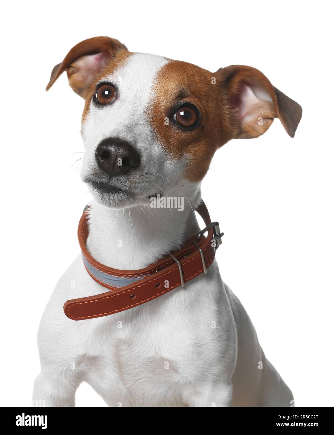 Adorable Jack Russell terrier with collar on white background Stock ...