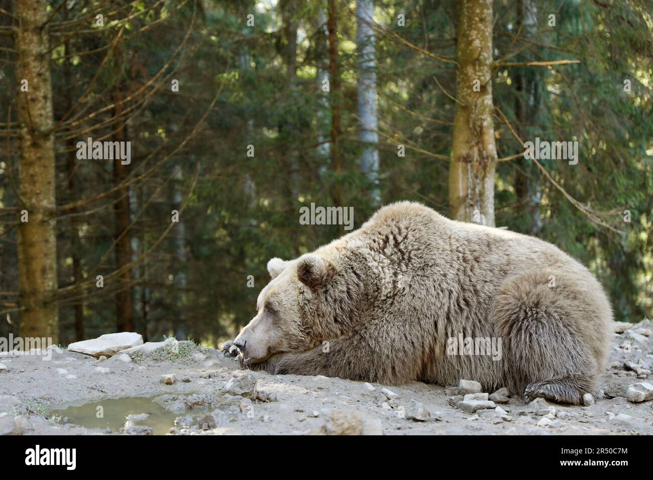 Brown bear in zoo, space for text. Wild animal Stock Photo - Alamy