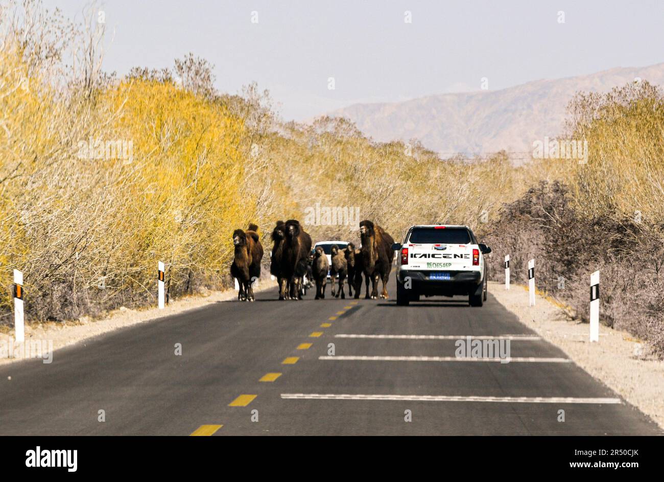 Urumqi. 14th Apr, 2023. Alimjan Dawut drives his sixth ute pickup on a ...