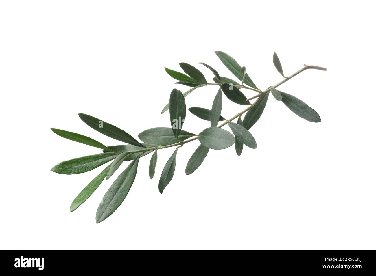 Olive twig with fresh green leaves isolated on white Stock Photo - Alamy