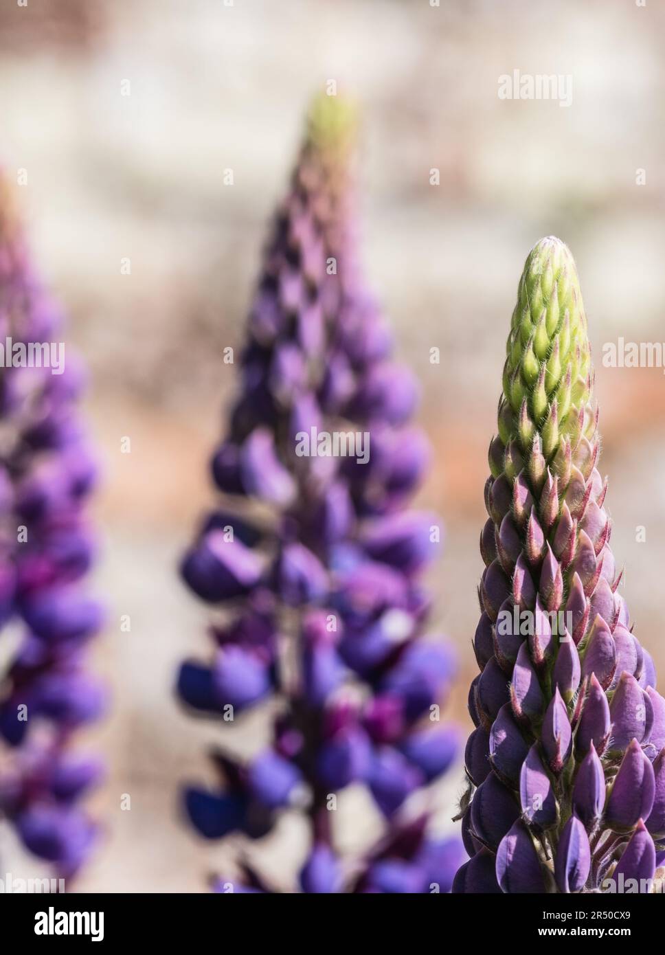 Lupin / Lupinus 'Persian Slipper' Mauve and white 'Persian Slipper ...