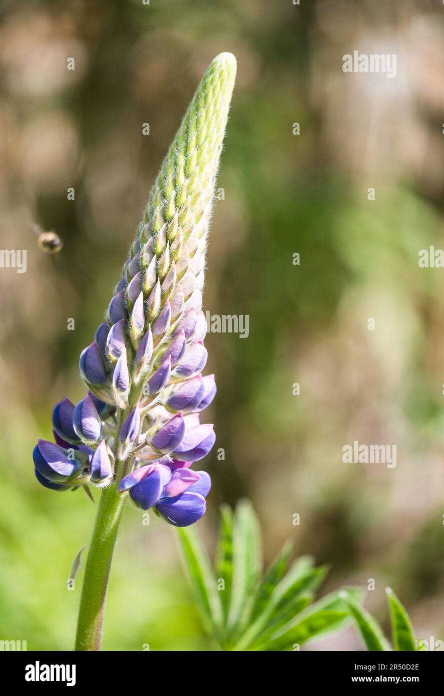 Lupin / Lupinus 'Persian Slipper' Mauve and white 'Persian Slipper ...