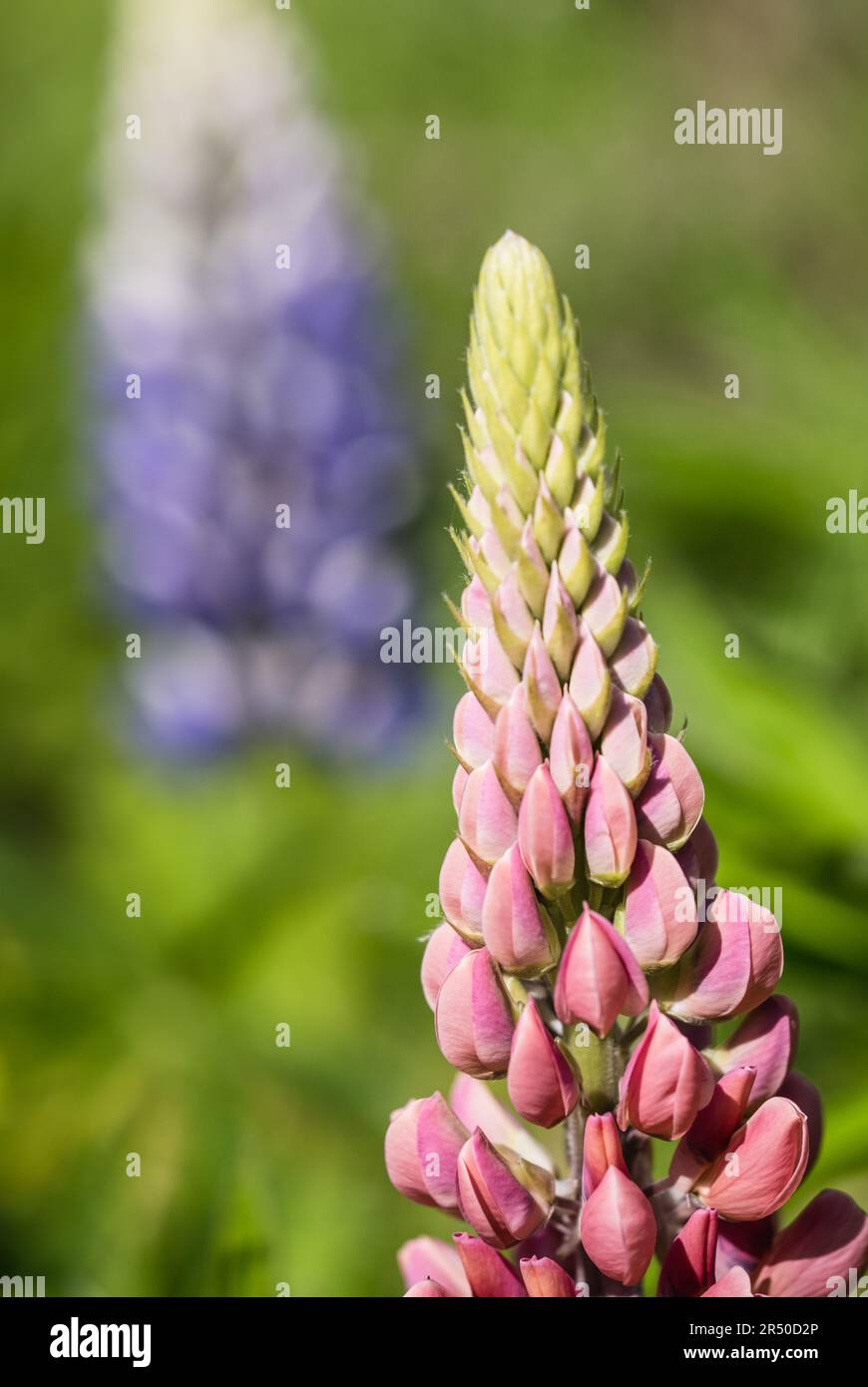 Lupin / Lupinus 'Persian Slipper' Mauve and white 'Persian Slipper ...
