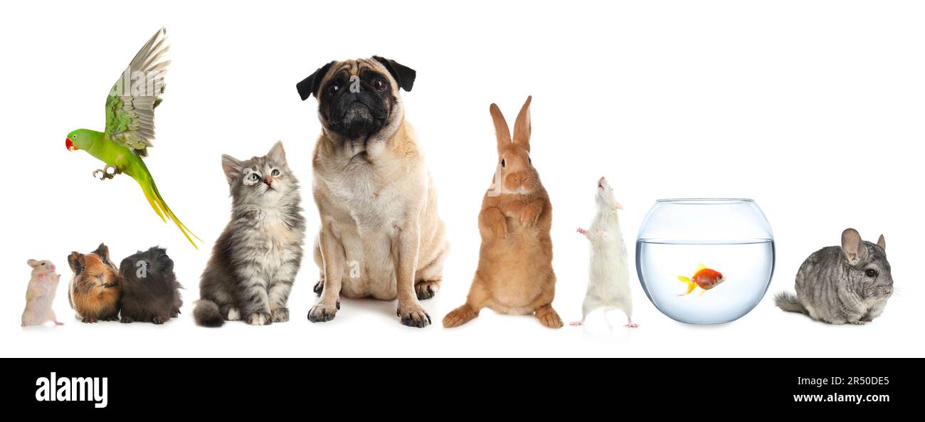 Group of different domestic animals on white background, collage Stock ...