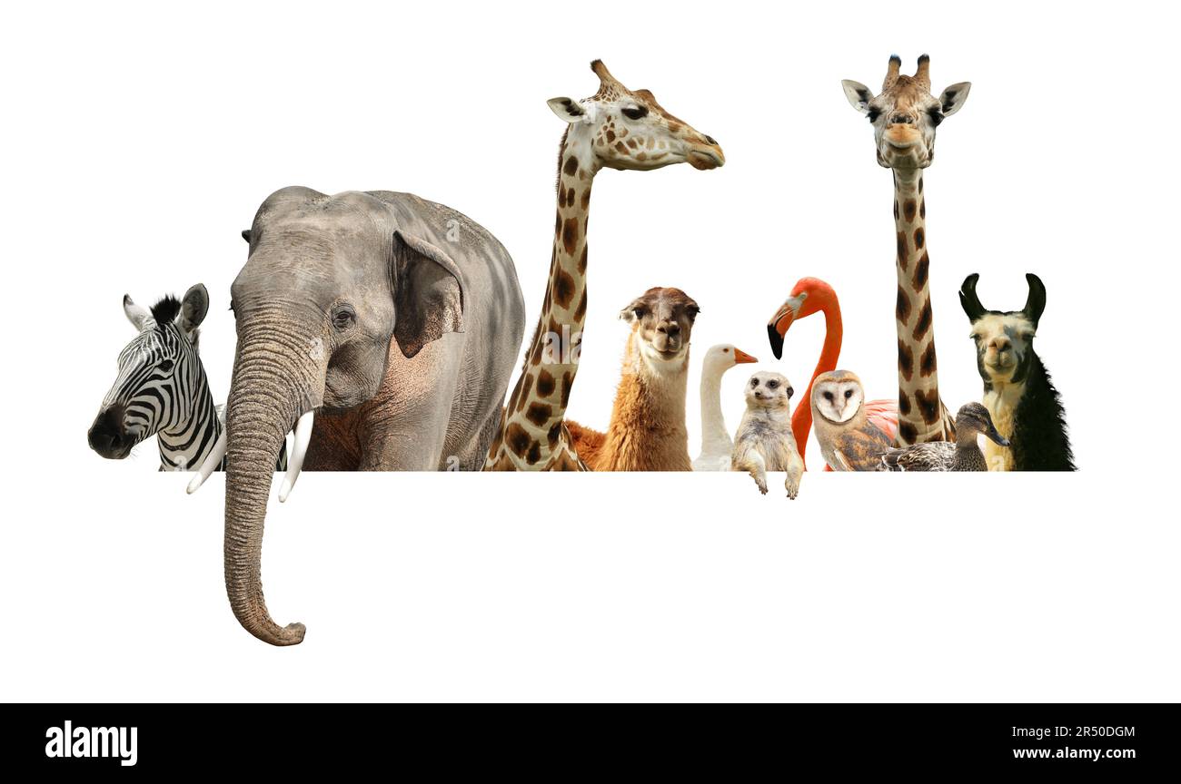 Group of different wild animals standing behind banner on white ...