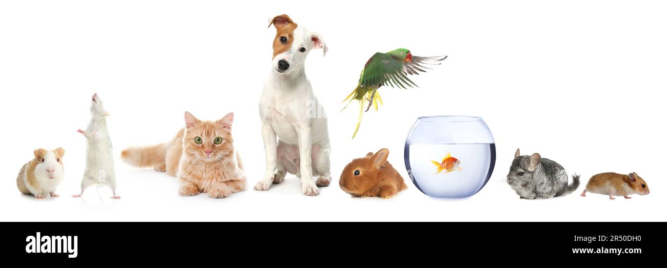 Group of different domestic animals on white background, collage Stock ...