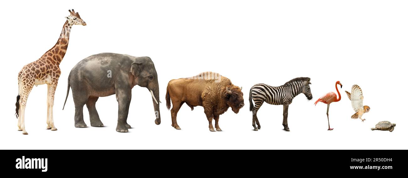 Group of different wild animals on white background, collage Stock ...
