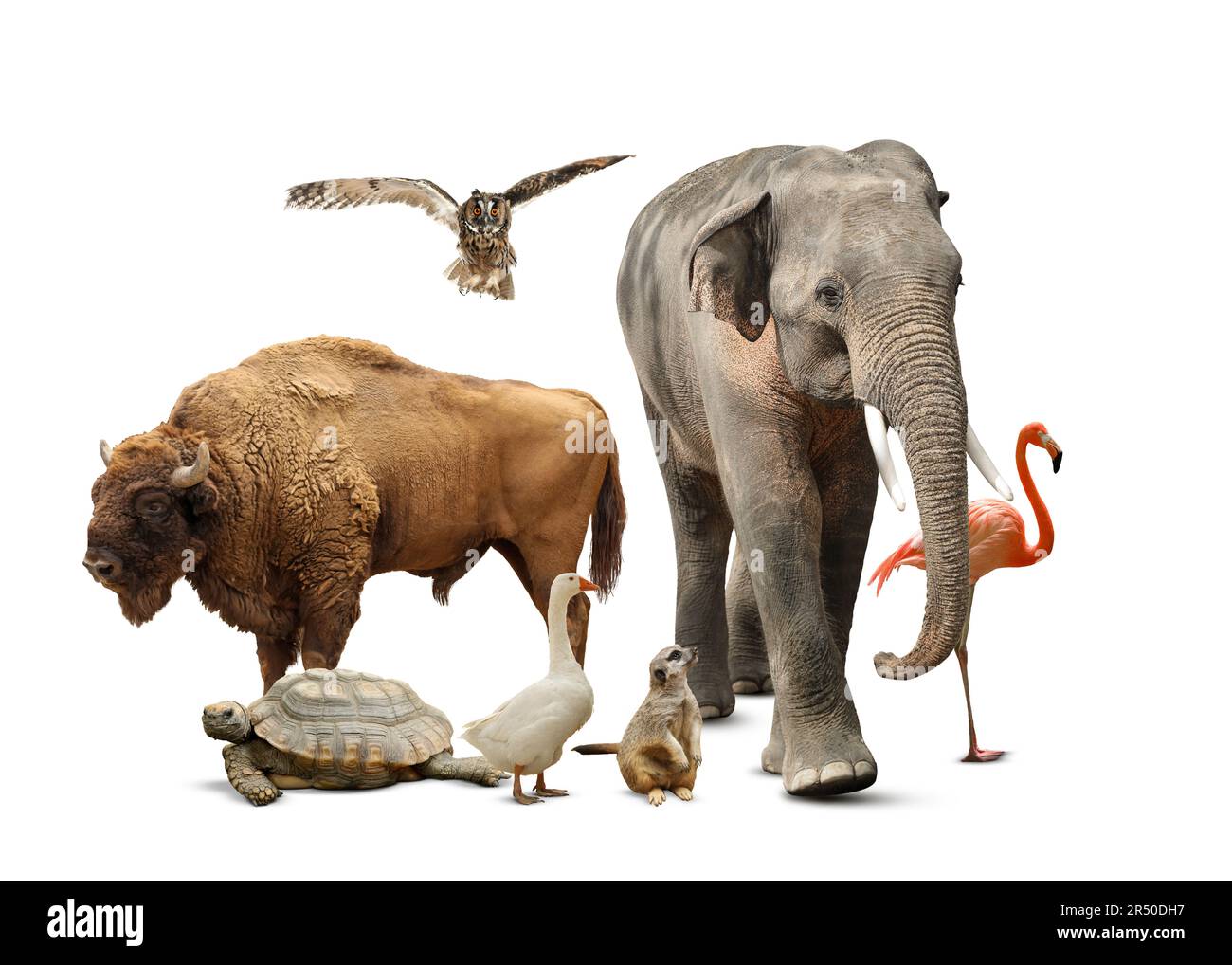 Group of different wild animals on white background, collage Stock ...