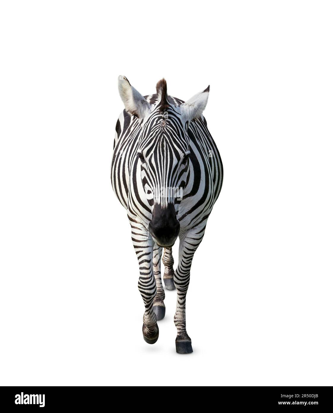 Beautiful striped African zebra on white background. Wild animal Stock ...