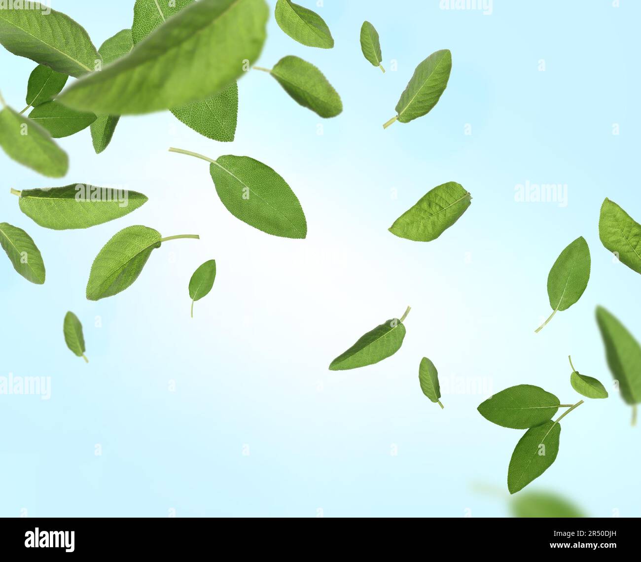 Fresh sage leaves falling on pale light blue background Stock Photo - Alamy