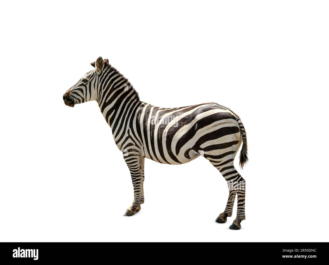 Beautiful striped African on white background. Wild animal Stock Photo ...