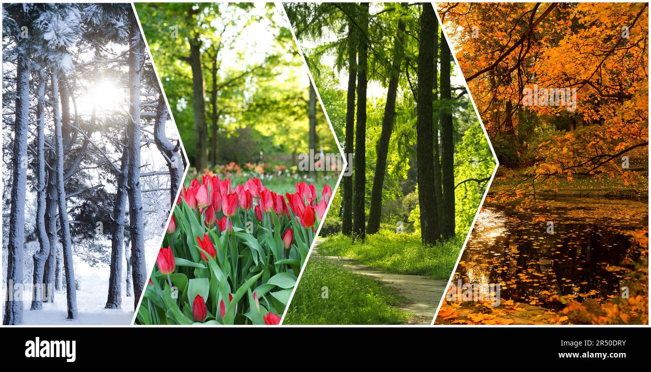Four seasons. Collage design with beautiful photos of nature Stock ...