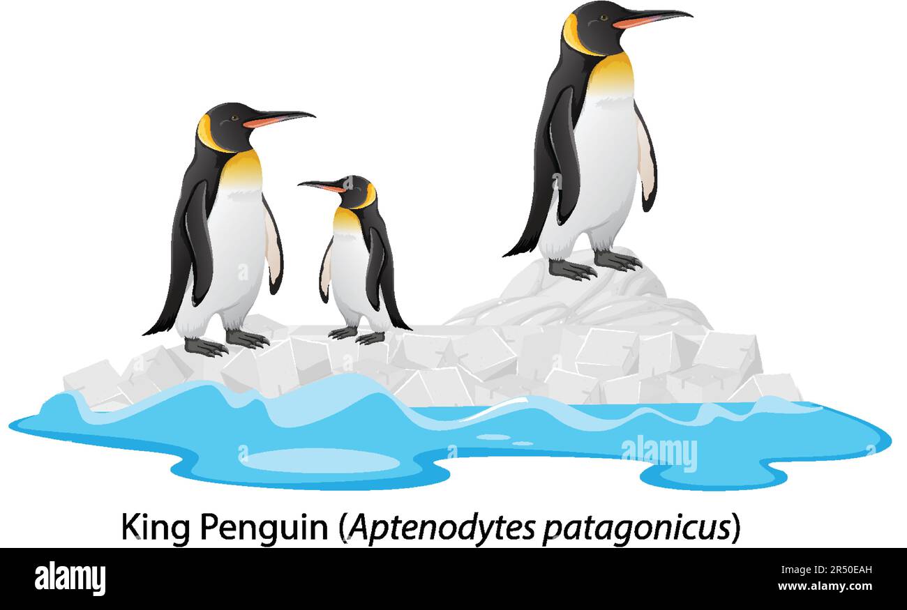 King penguin cartoon on the rock illustration Stock Vector Image & Art ...