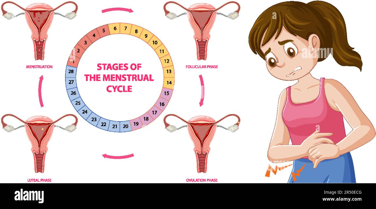 Infographic of stages of the menstrual cycle illustration Stock Vector Image & Art - Alamy