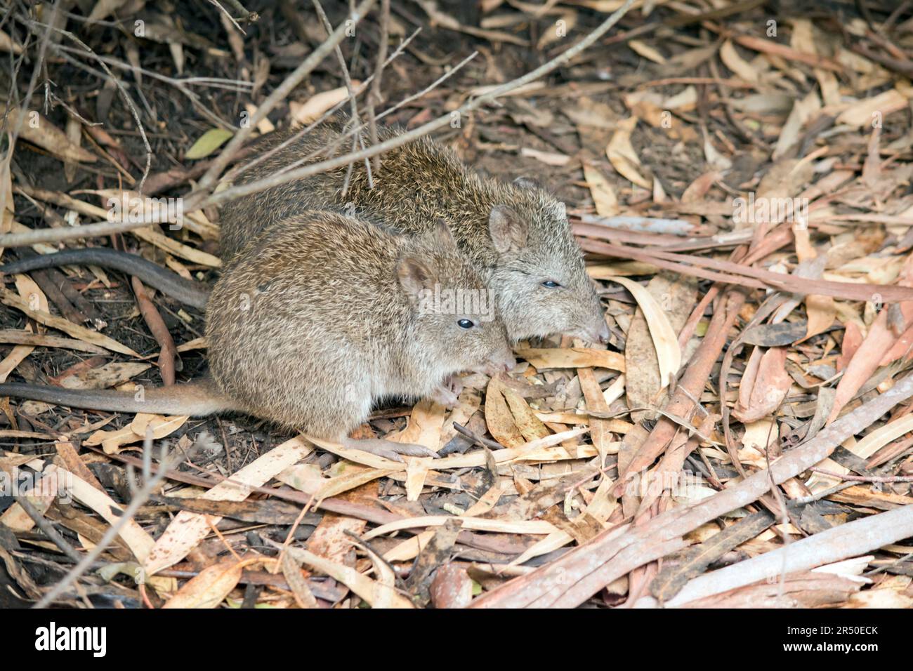 Marsupial mouse hi-res stock photography and images - Alamy