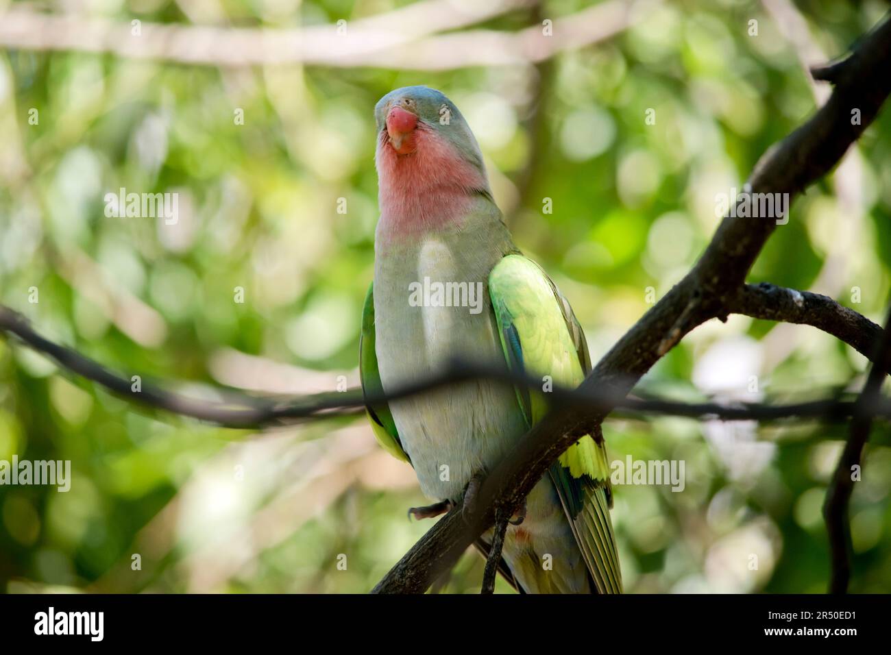 Princess alexandras parrot hi-res stock photography and images - Alamy