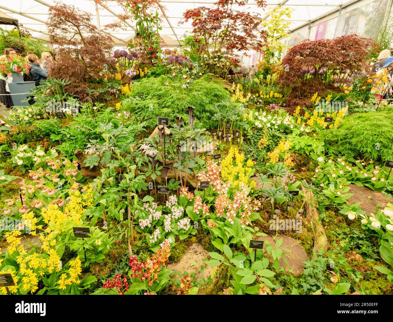 Garden displays inside the pavilion at Chelsea Flower Show 23 Stock ...