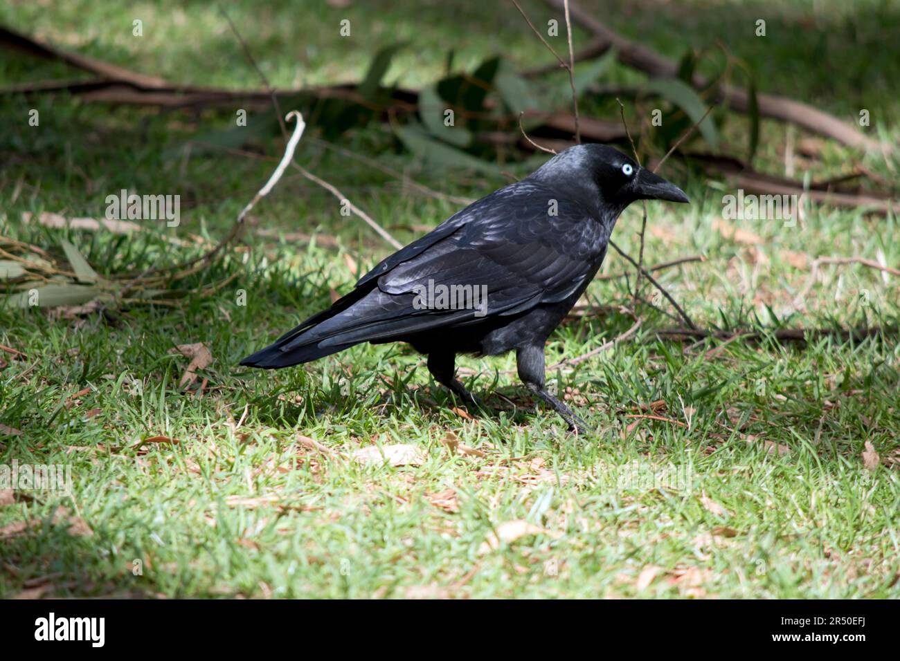 Australian Ravens are black with white eyes in adults. The feathers on ...