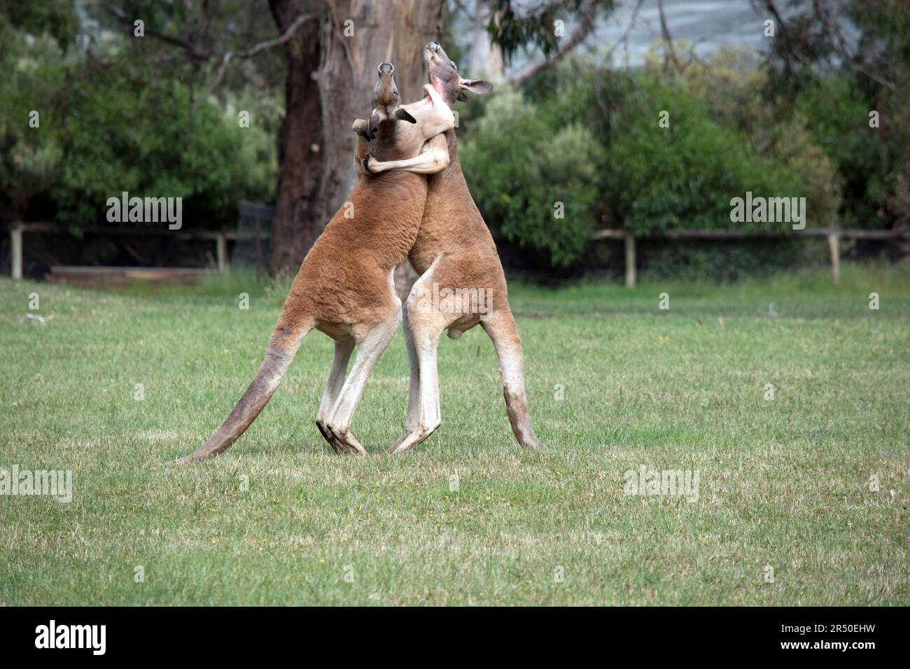 the two male kangaroos are fighting over who will end up mating with ...