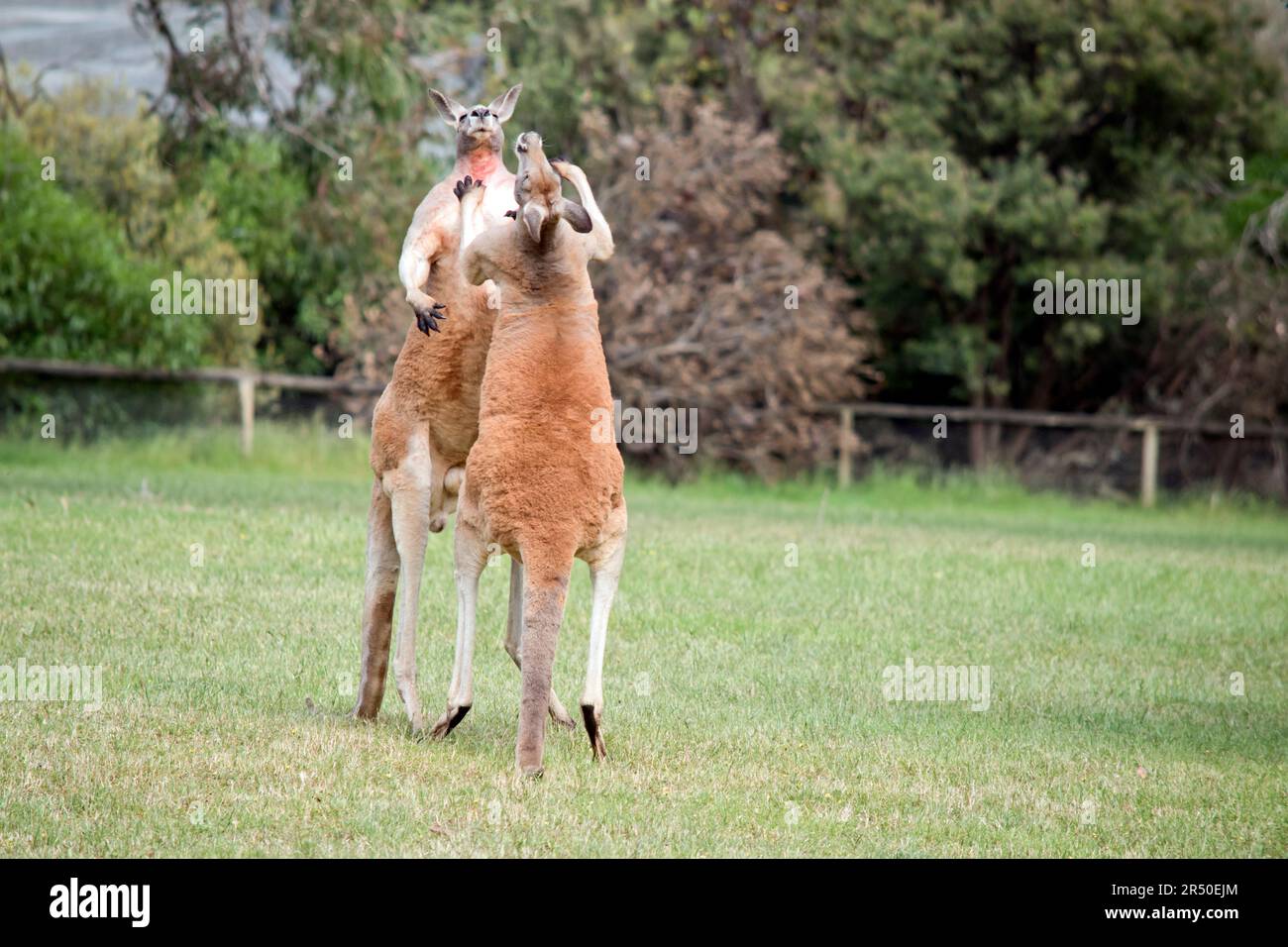 the two male kangaroos are fighting over who will end up mating with ...