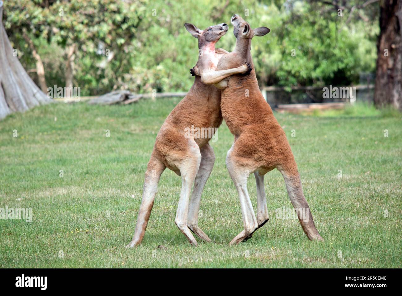 Red Kangaroo Boxing