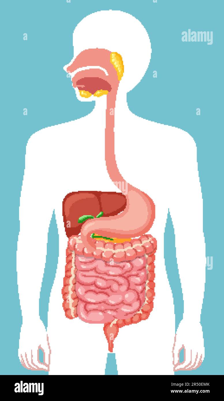 Human medical digestive system illustration Stock Vector Image & Art ...
