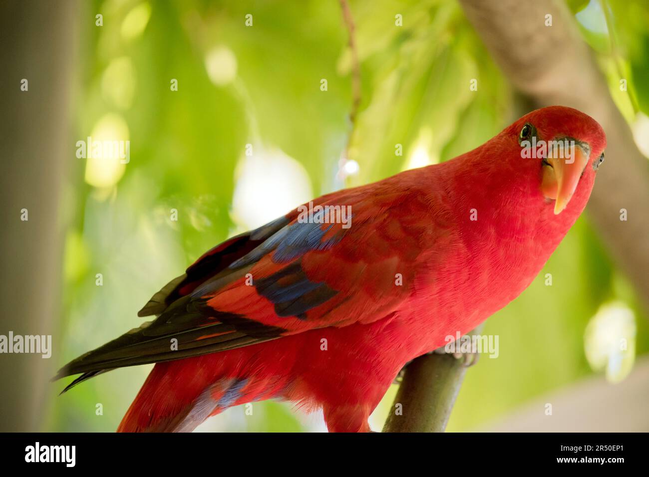 the red lory has a red body with some blue on its wings Stock Photo - Alamy
