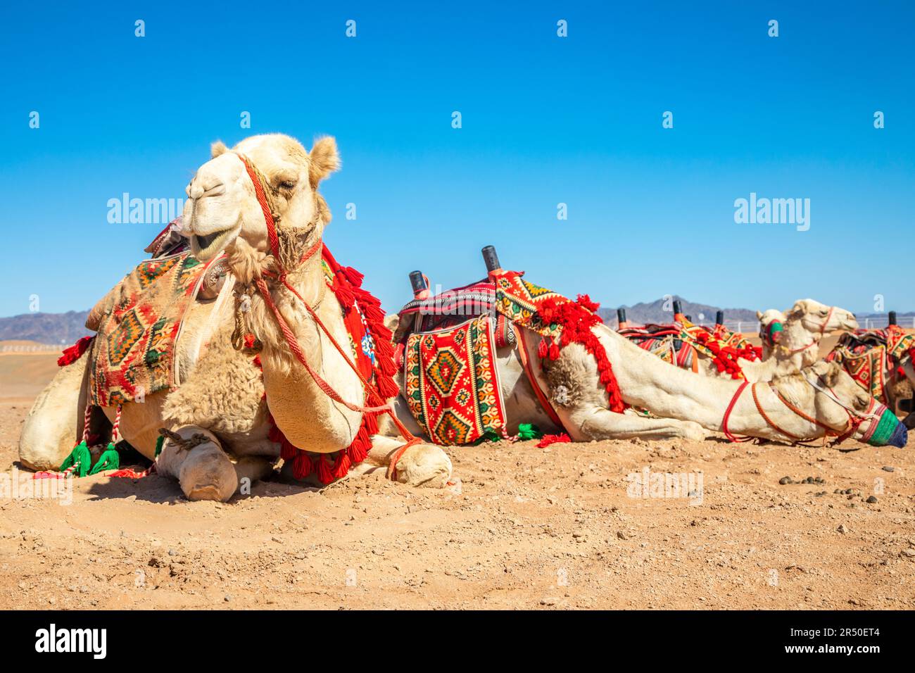 Harnessed riding camel resting in the desrt, Al Ula, Saudi Arabia Stock ...