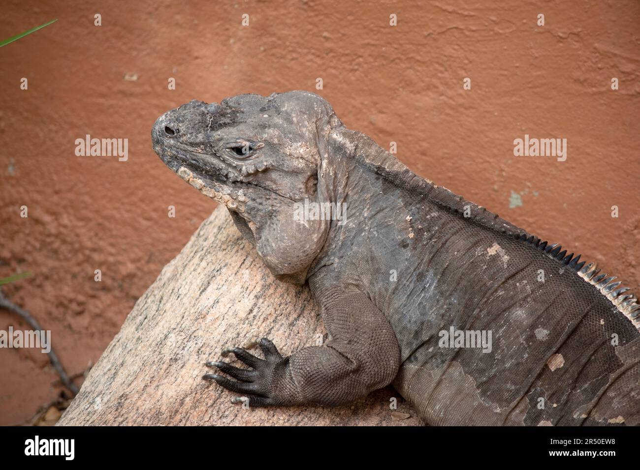 the rhinoceros iguana a large-bodied, heavy-headed lizard with strong ...