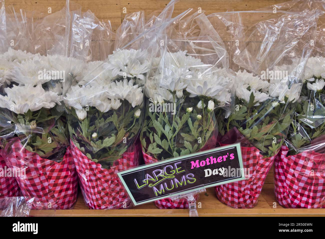 White mums for sale Mothers Day Stock Photo - Alamy