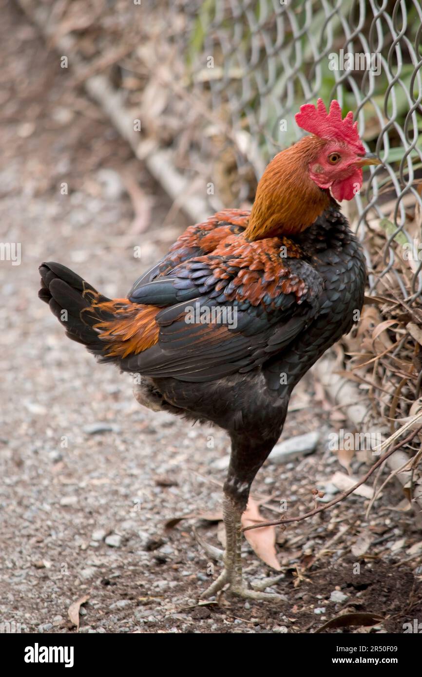 the rooster is standing on one leg Stock Photo - Alamy