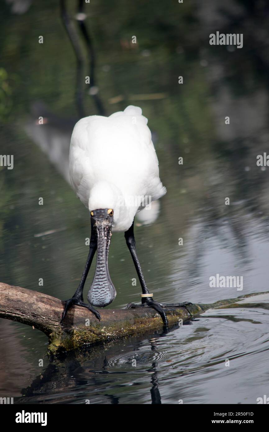 the royal spoonbill is a large white sea bird with a black bill that ...