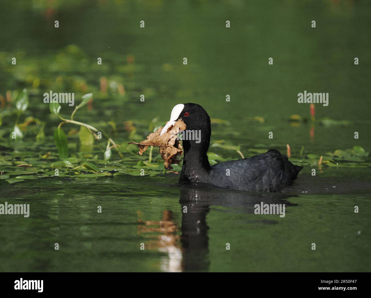 Coots will use their feet for fighting, but their beaks to carry food ...