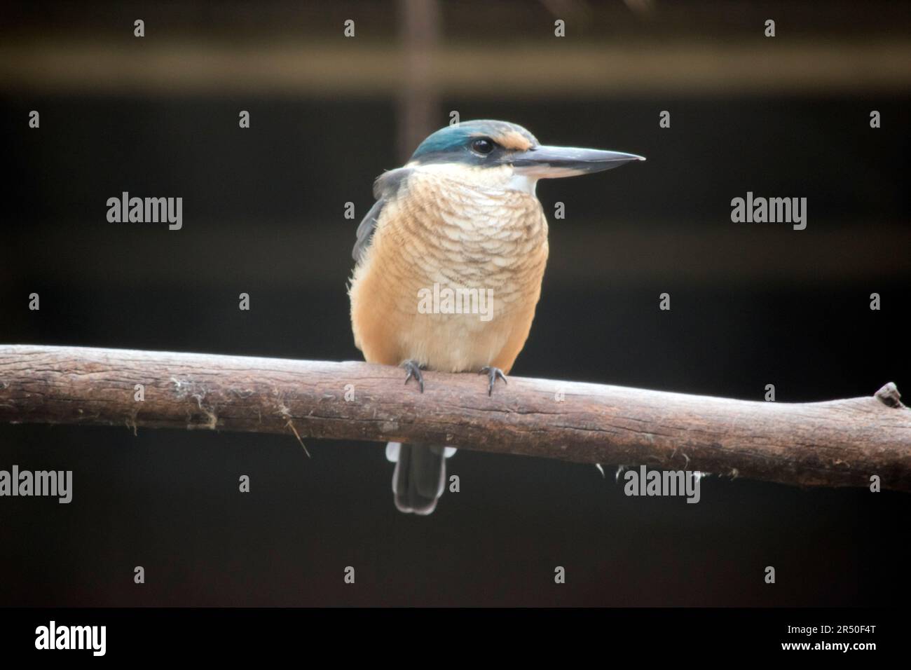 Bird with white rump hi-res stock photography and images - Alamy