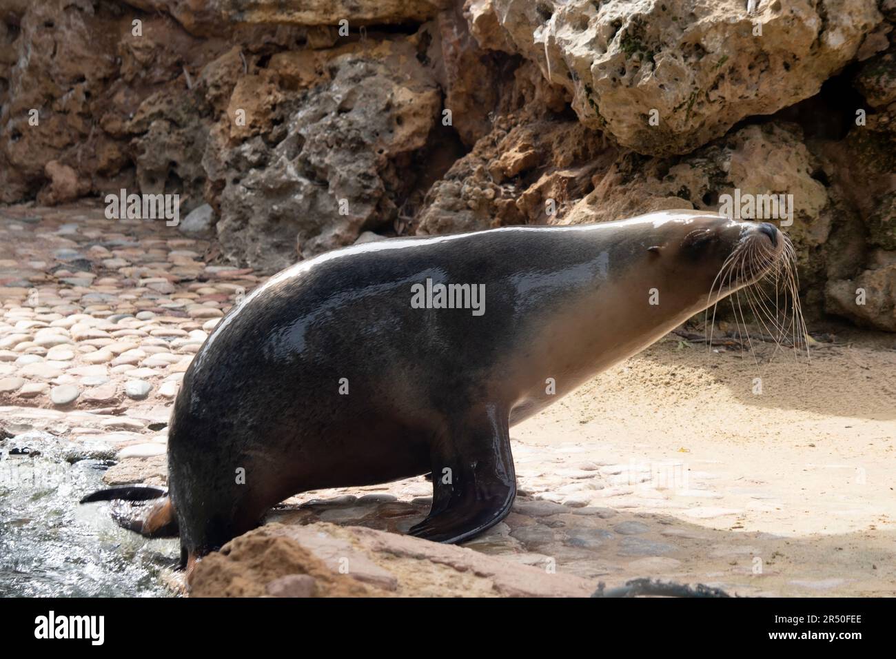 Sea lions are characterized by external ear flaps, long fore flippers ...