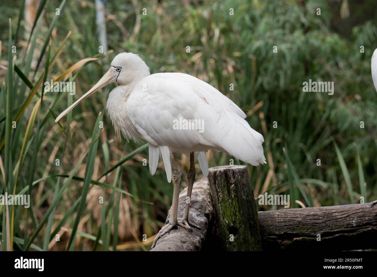 The yellow spoonbill is a large white sea bird with a cream bill that ...